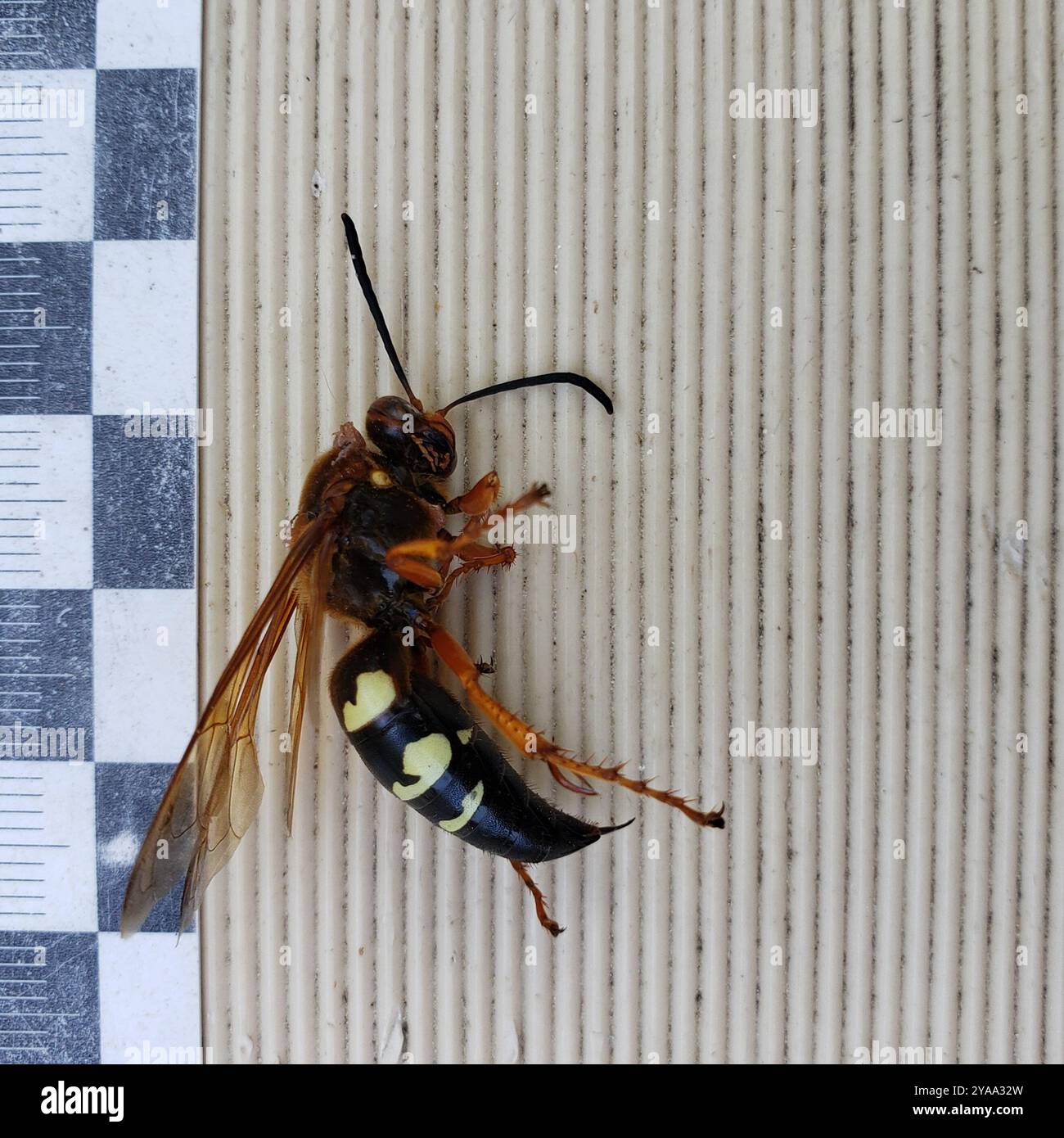 Eastern Cicada-killer Wasp (Sphecius speciosus) Insecta Stock Photo - Alamy