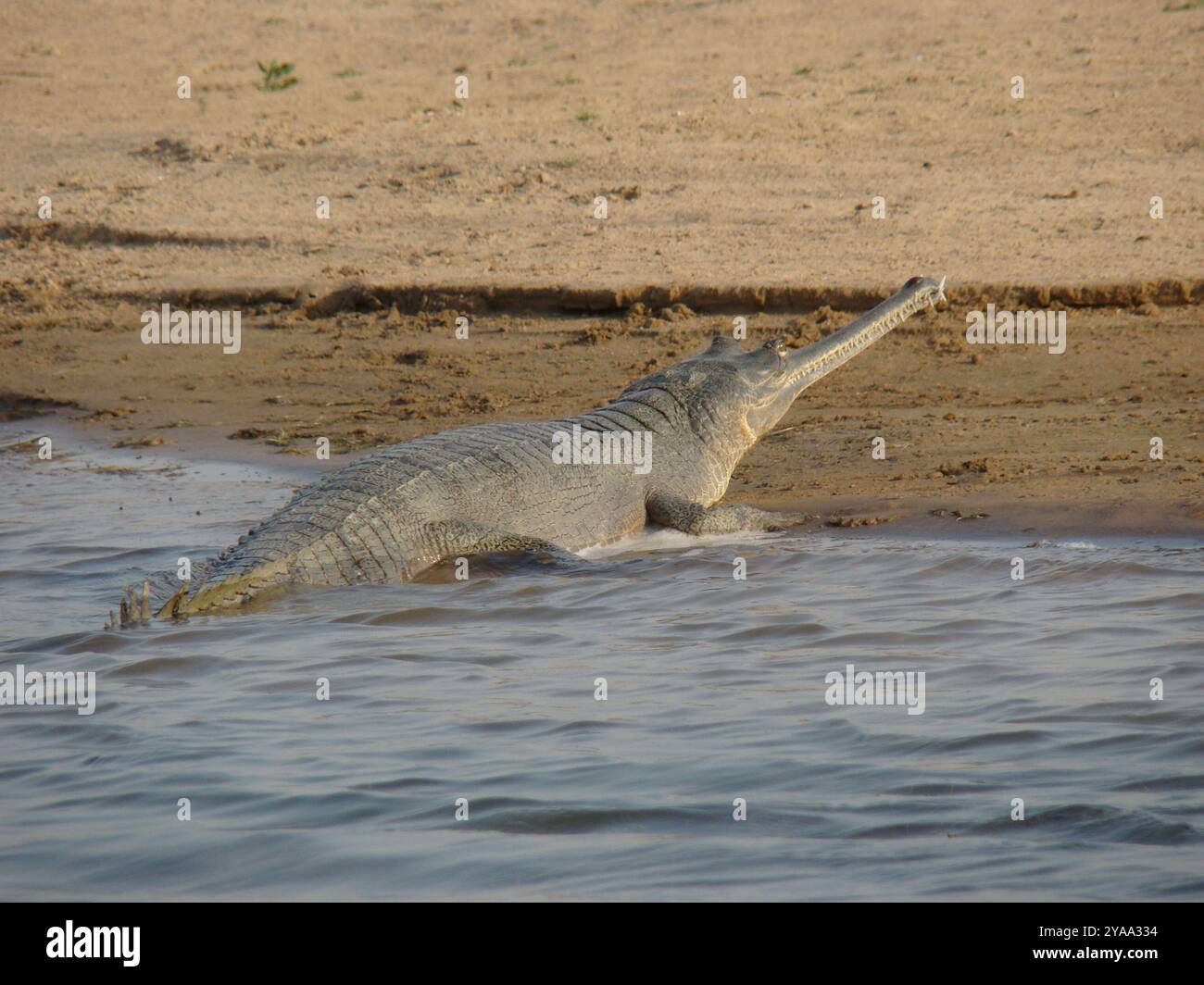 Gharial (Gavialis gangeticus) Reptilia Stock Photo - Alamy
