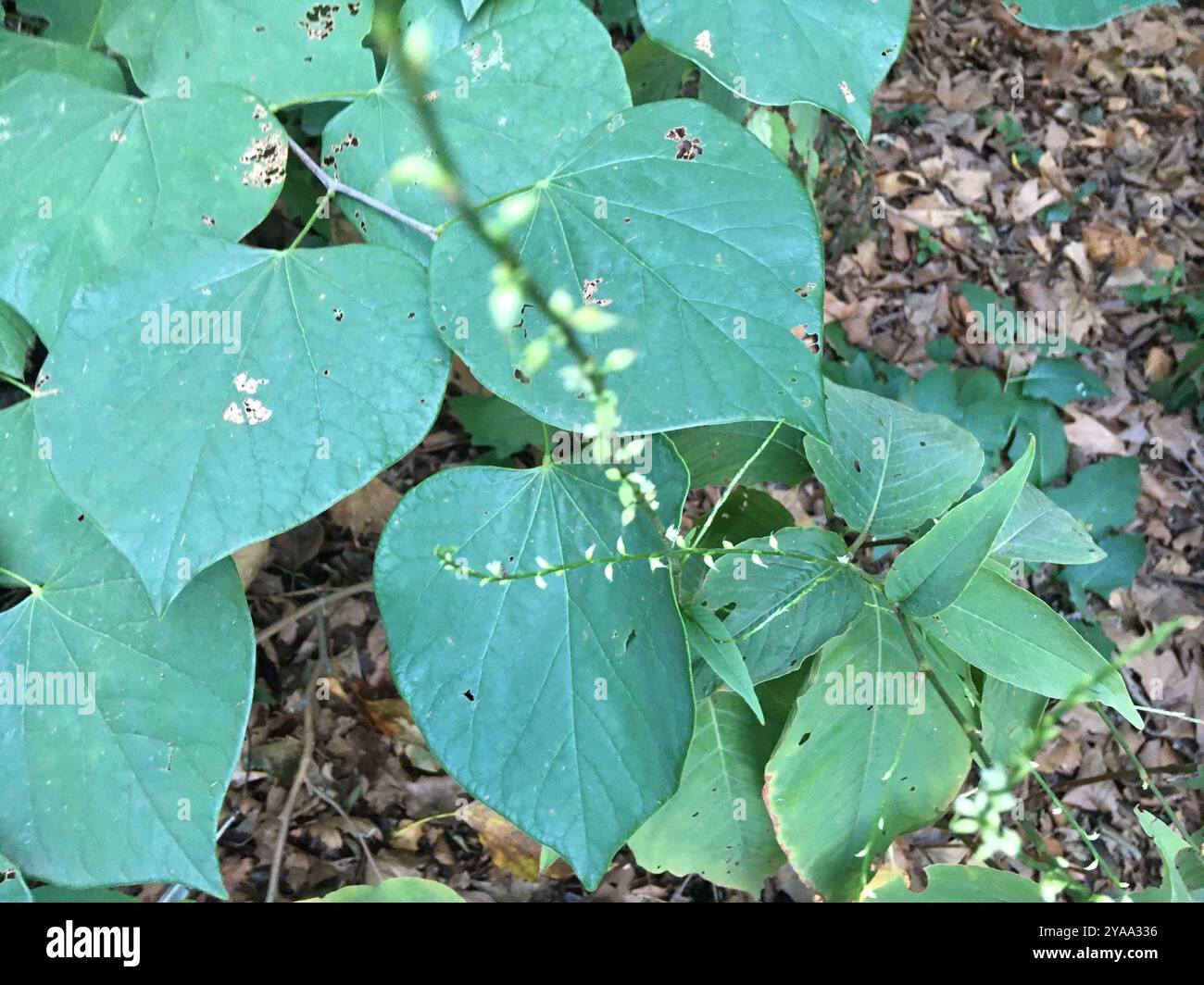 American jumpseed (Persicaria virginiana) Plantae Stock Photo - Alamy