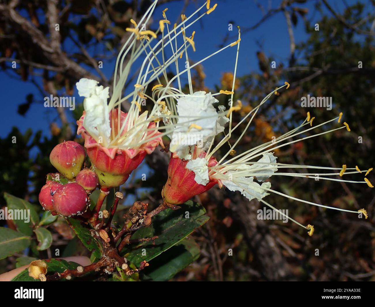 mangava-brava (Lafoensia pacari) Plantae Stock Photo - Alamy