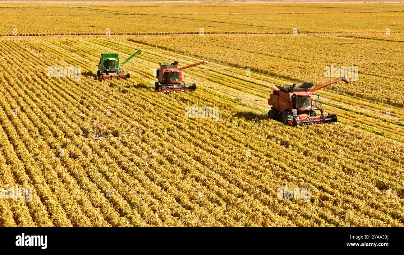 ZHANGYE, CHINA - OCTOBER 12, 2024 - Farmers drive large harvesters to ...
