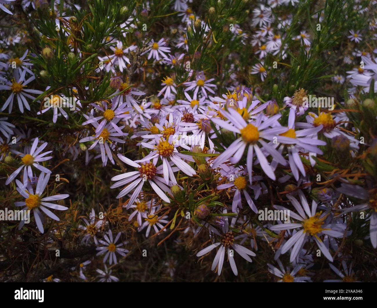 Fine Felicia (Felicia filifolia) Plantae Stock Photo - Alamy