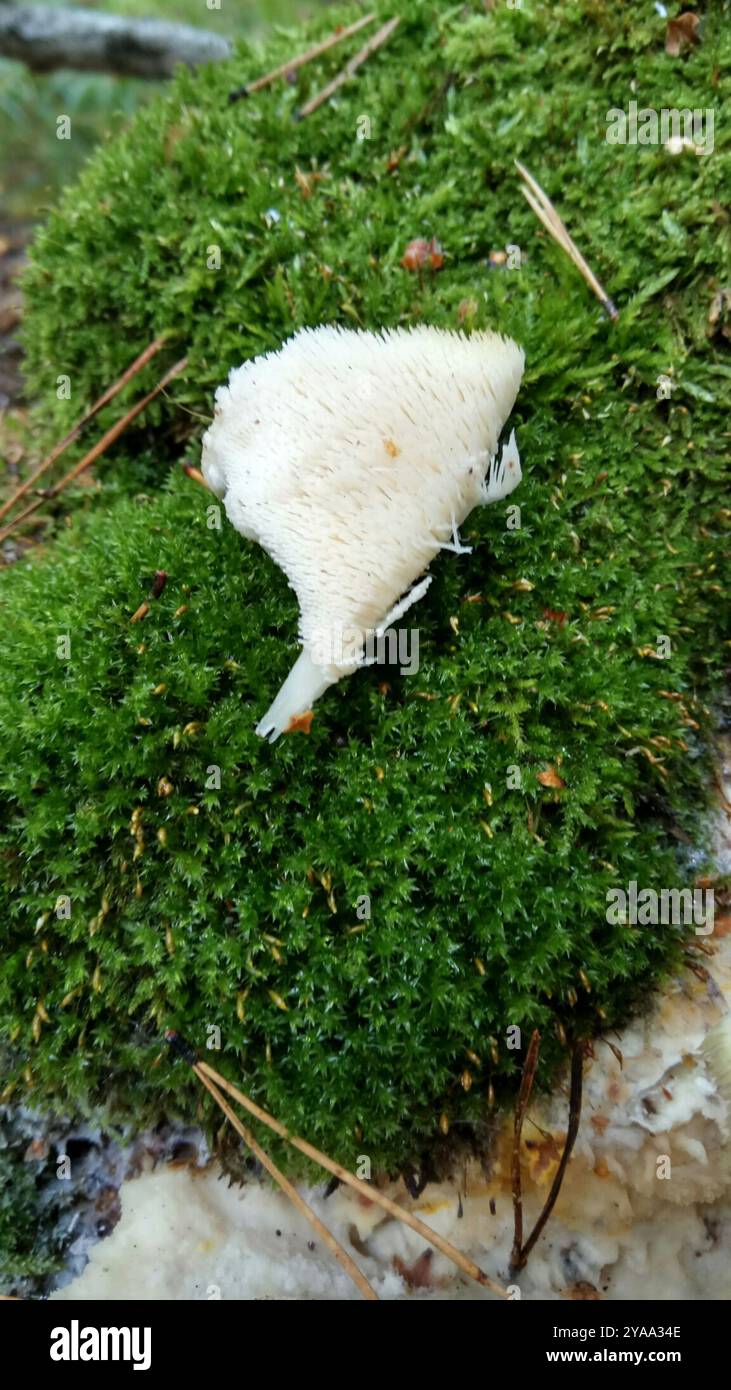 Northern Tooth (Climacodon septentrionalis) Fungi Stock Photo - Alamy