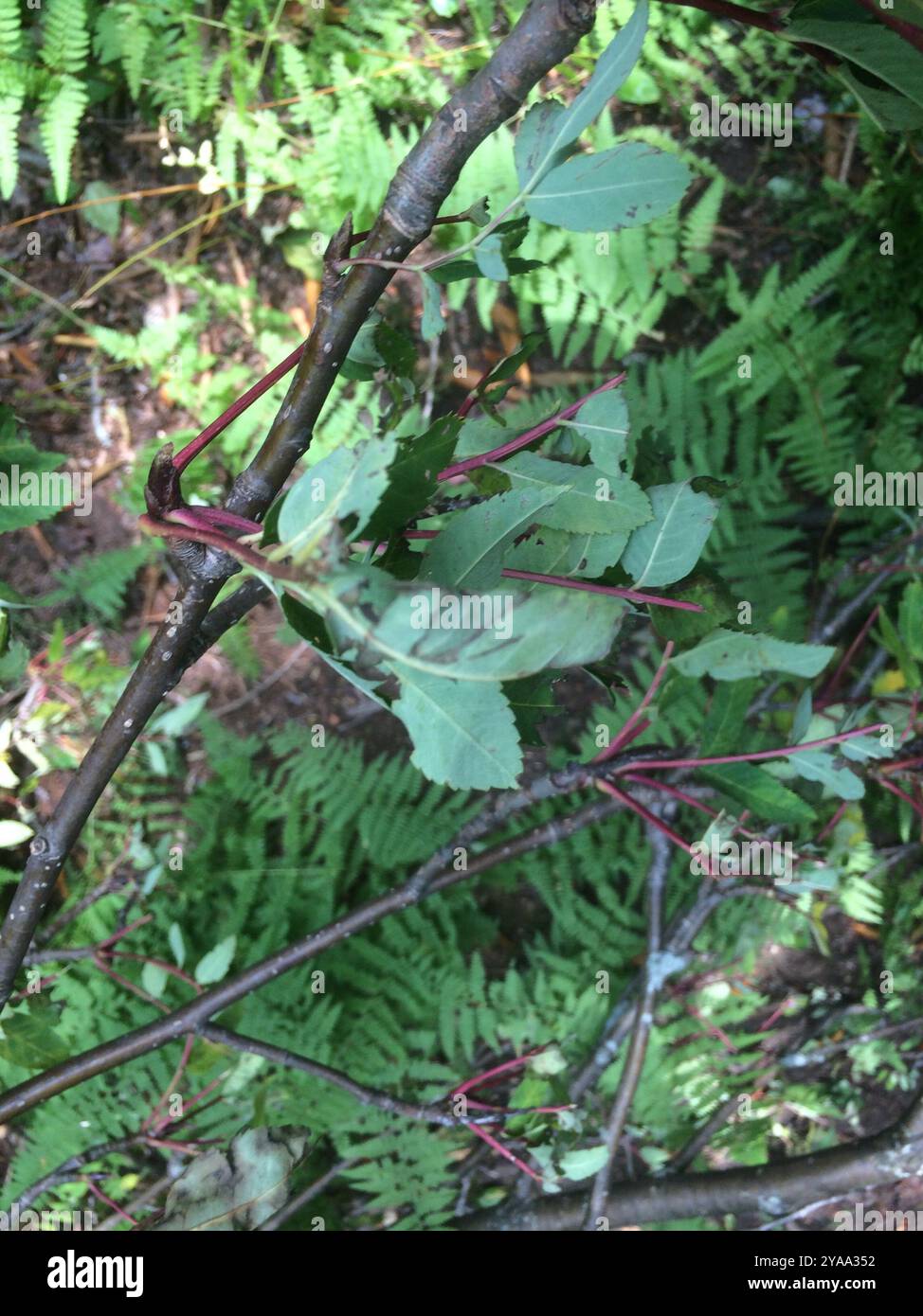 showy mountain-ash (Sorbus decora) Plantae Stock Photo - Alamy