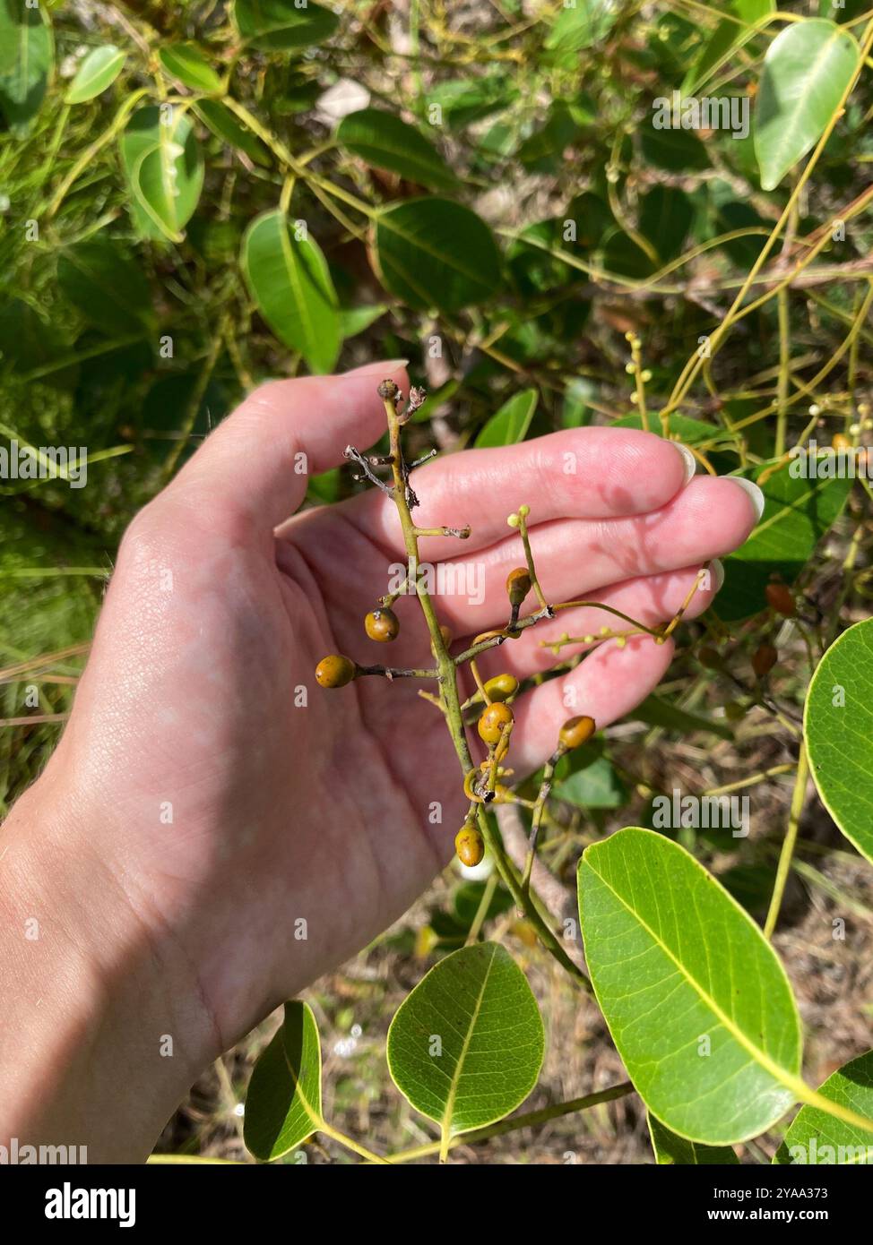 Poisonwood (Metopium toxiferum) Plantae Stock Photo - Alamy