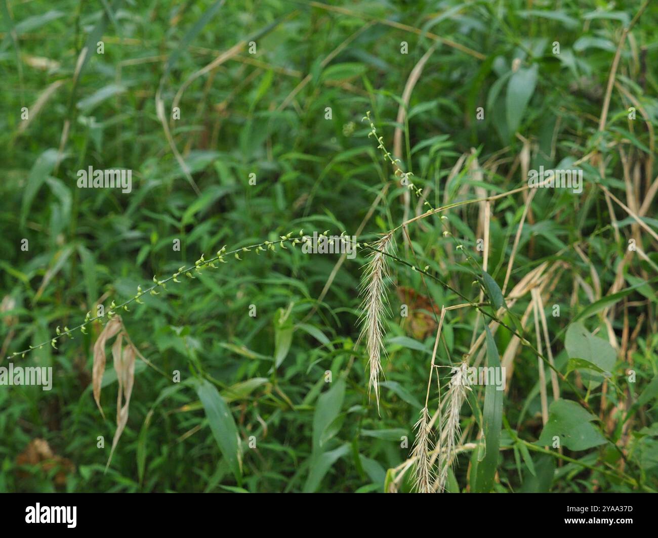 American jumpseed (Persicaria virginiana) Plantae Stock Photo - Alamy