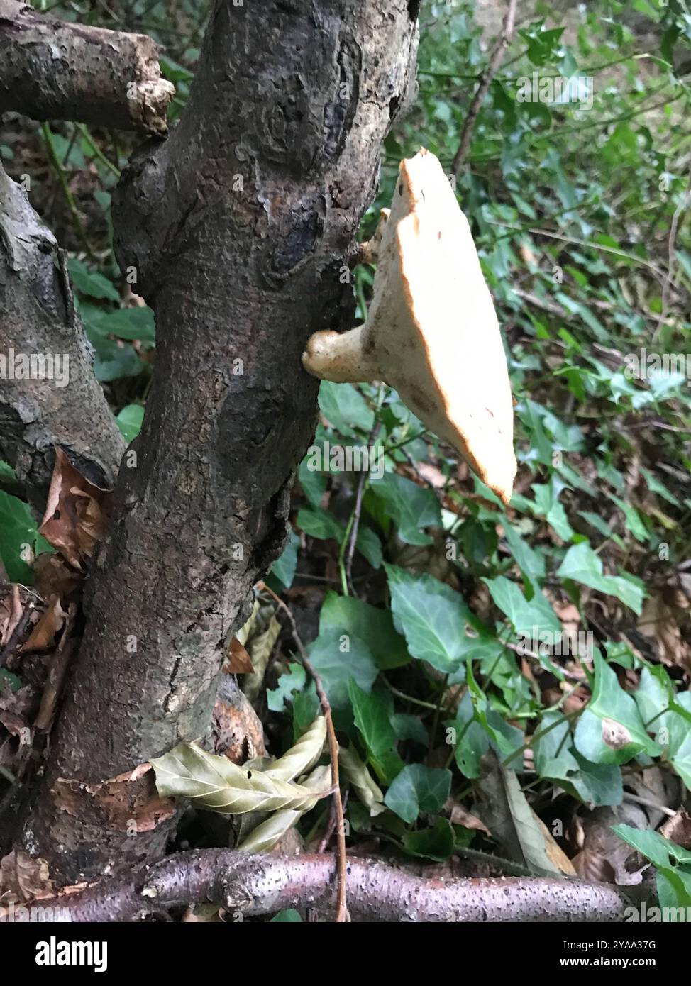 bracket fungi (Polyporaceae) Fungi Stock Photo - Alamy