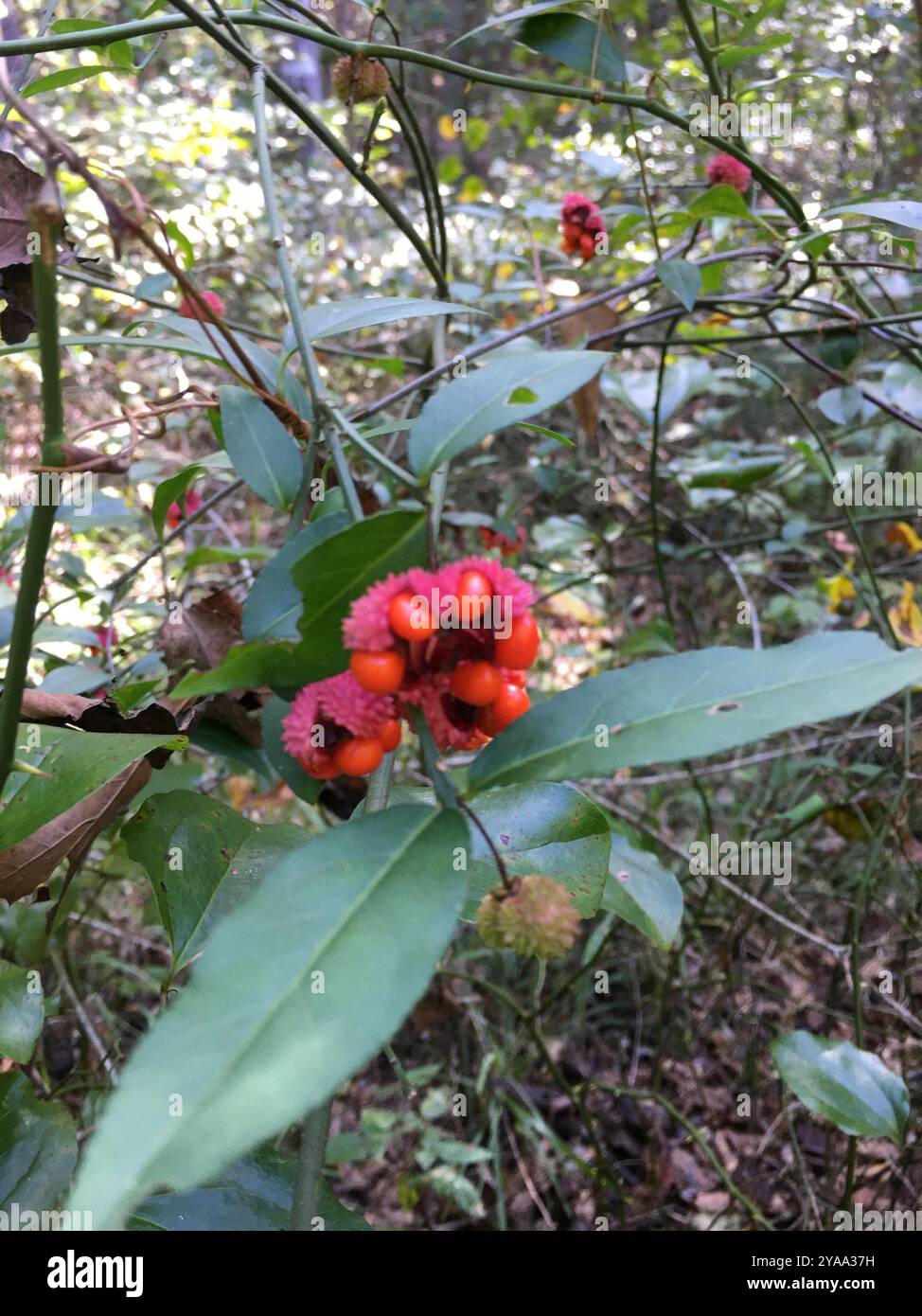 strawberry bush (Euonymus americanus) Plantae Stock Photo - Alamy