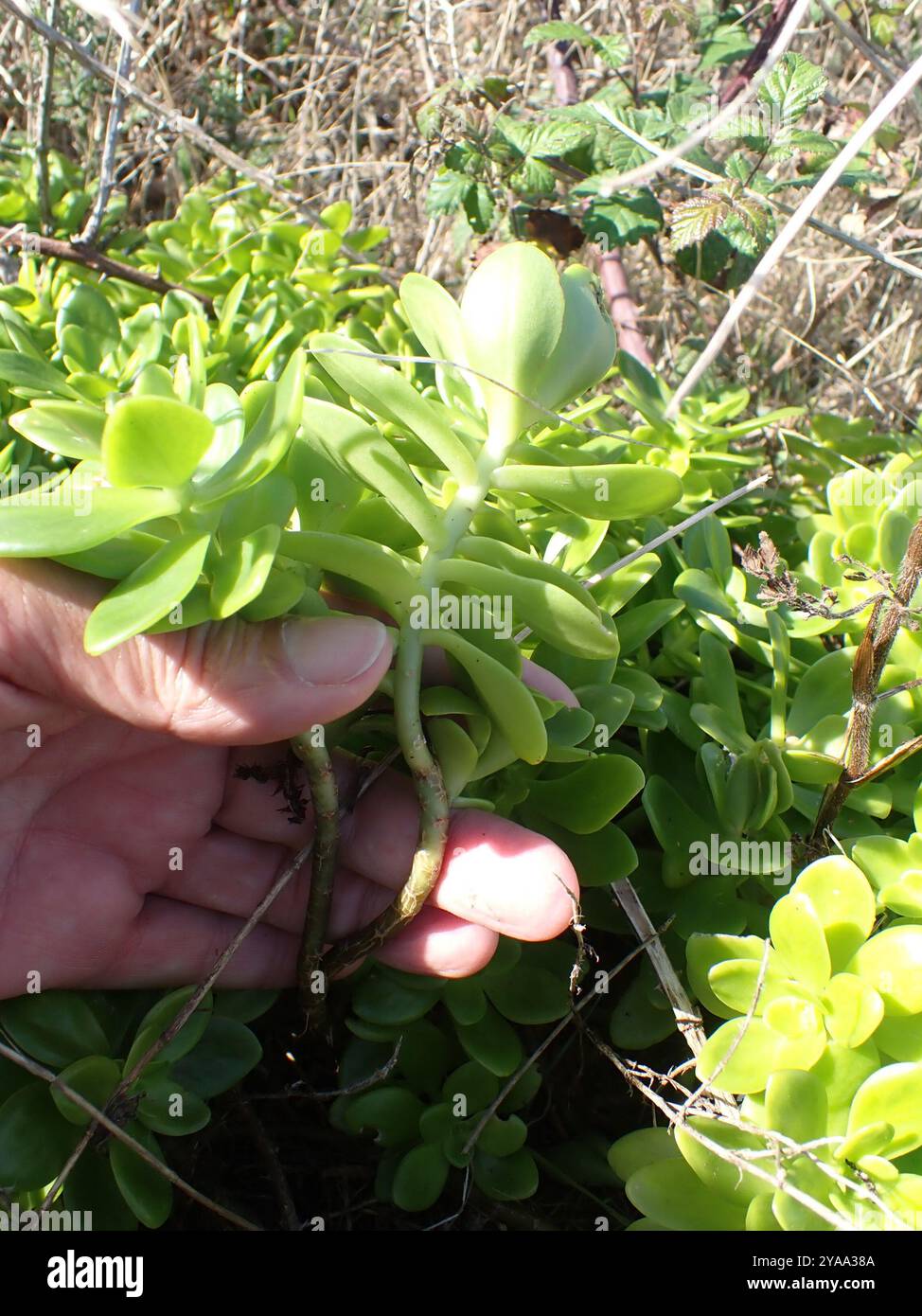 Lesser Mexican-stonecrop (Sedum confusum) Plantae Stock Photo - Alamy