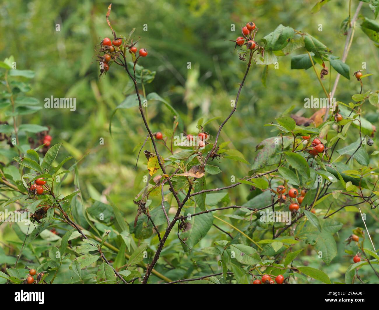 swamp rose (Rosa palustris) Plantae Stock Photo - Alamy