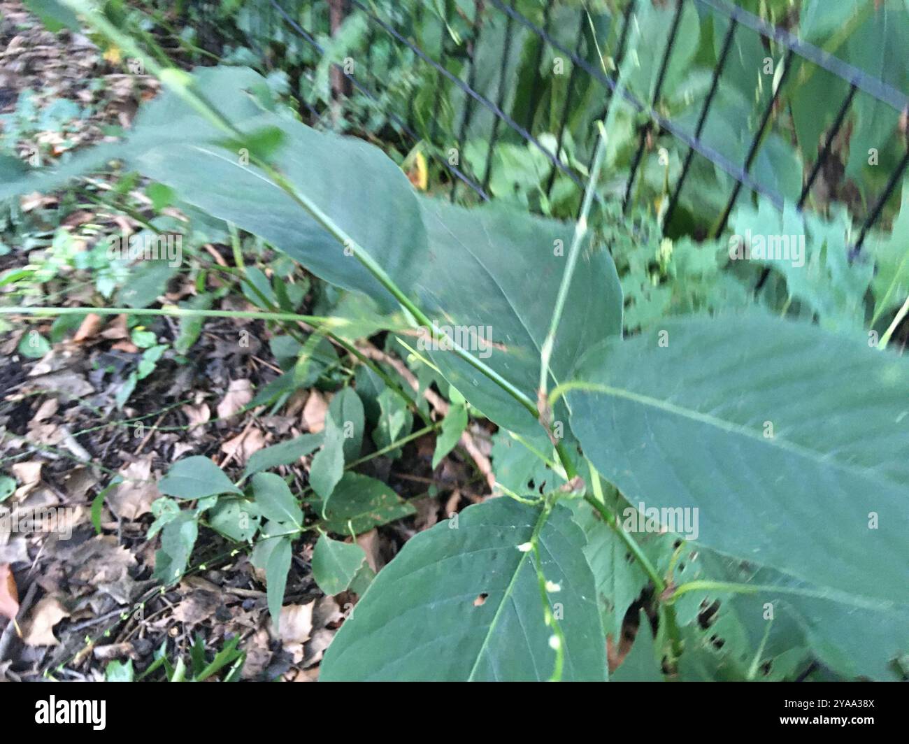 American jumpseed (Persicaria virginiana) Plantae Stock Photo - Alamy