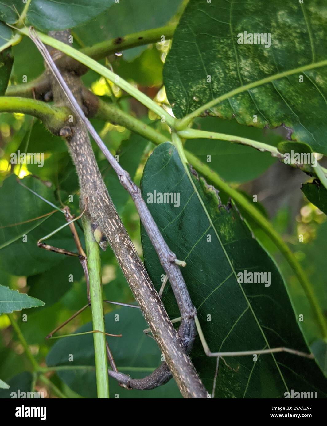 Northern Walkingstick (Diapheromera femorata) Insecta Stock Photo - Alamy