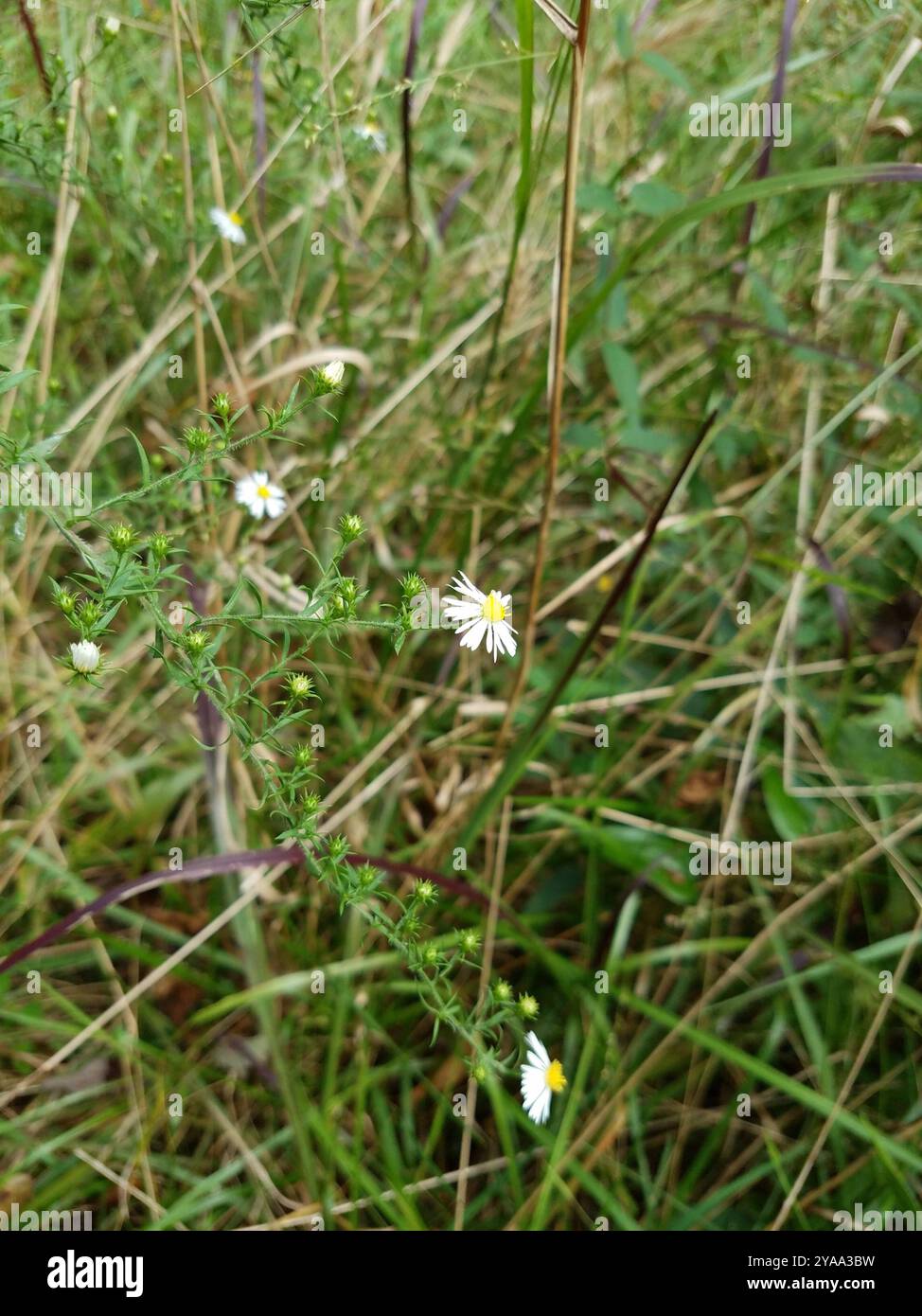 hairy white oldfield aster (Symphyotrichum pilosum) Plantae Stock Photo ...