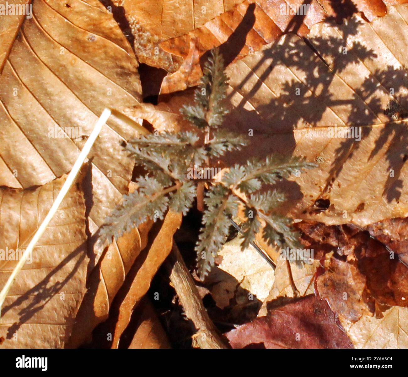 cut-leaved grapefern (Sceptridium dissectum dissectum) Plantae Stock ...