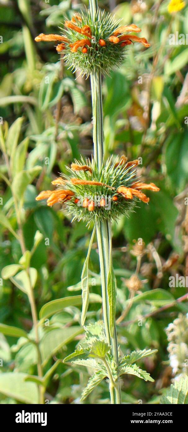 lion's ear (Leonotis nepetifolia) Plantae Stock Photo - Alamy