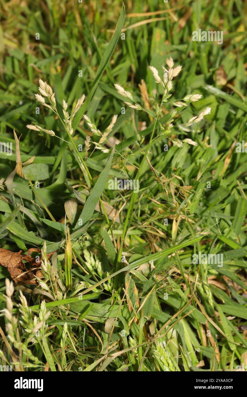 Annual Meadow-grass (Poa annua) Plantae Stock Photo - Alamy