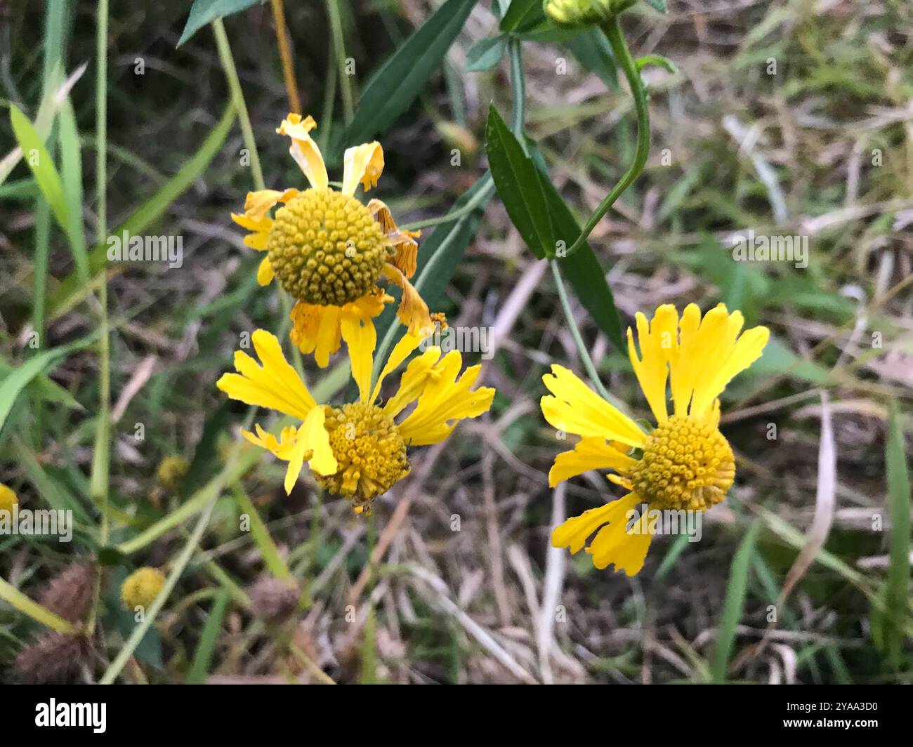 common sneezeweed (Helenium autumnale) Plantae Stock Photo - Alamy