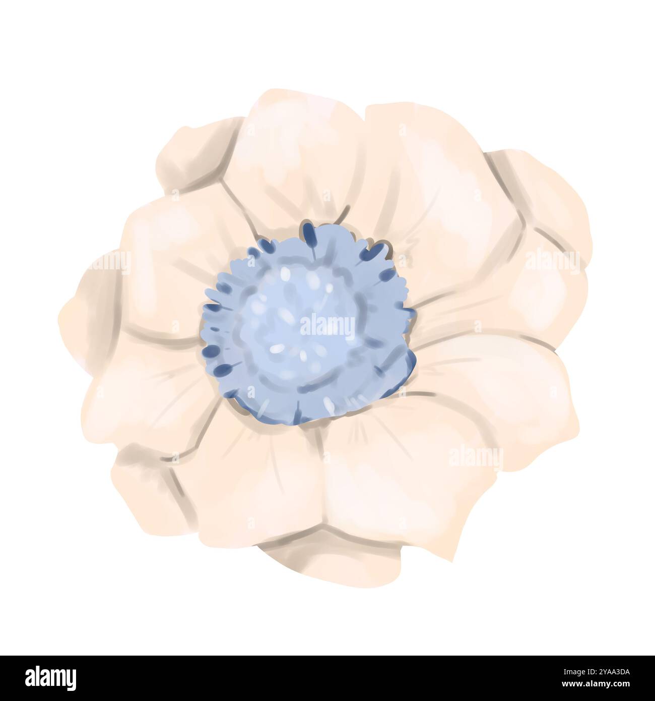 Cream anemone flower with blue center in picturesque style, element ...