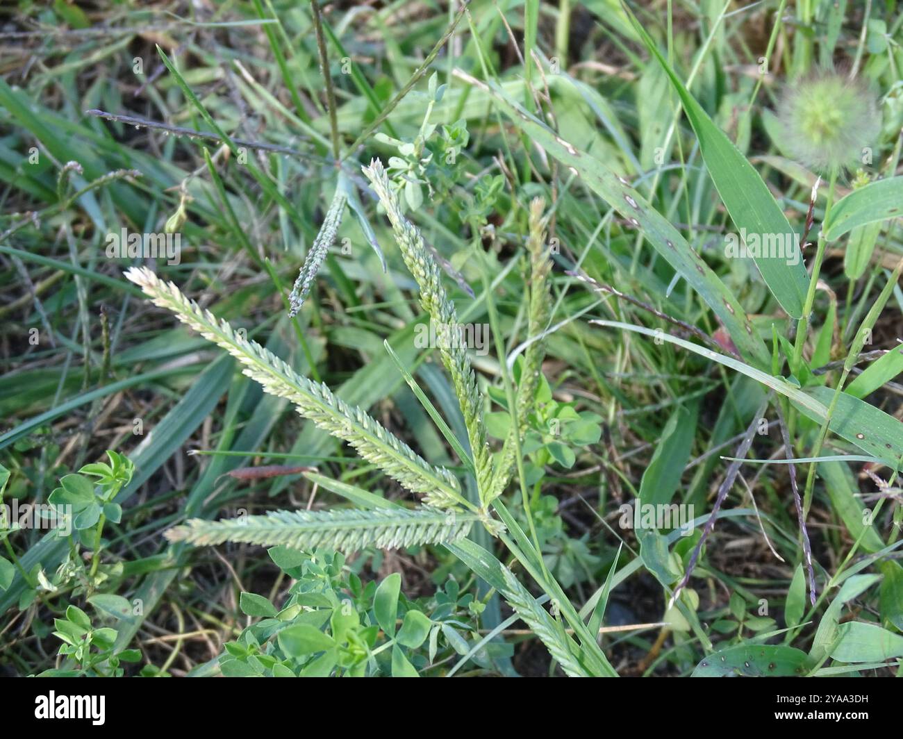 Goose Grass (Eleusine indica) Plantae Stock Photo - Alamy