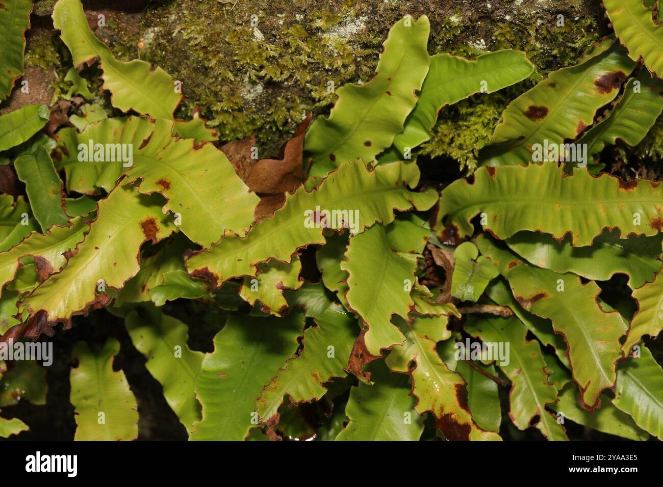 Hart's-tongue fern (Asplenium scolopendrium) Plantae Stock Photo - Alamy