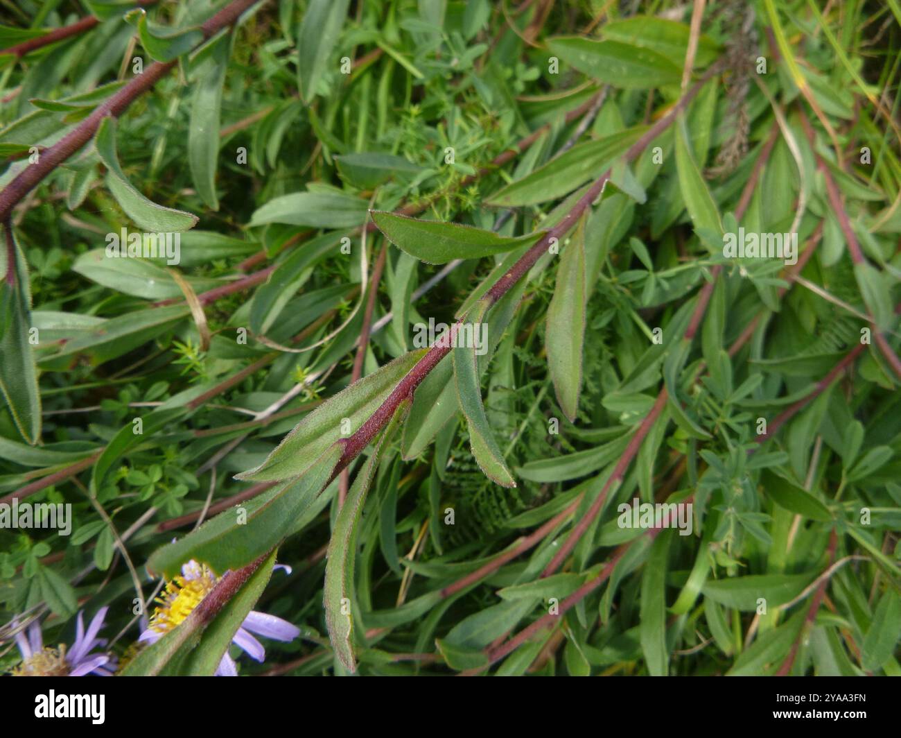New England aster (Symphyotrichum novae-angliae) Plantae Stock Photo ...