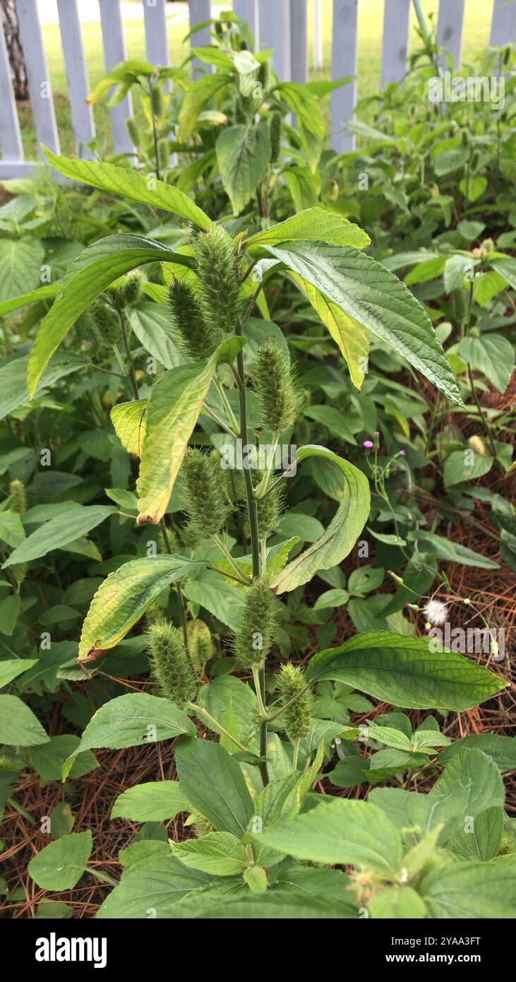Field Copperleaf (Acalypha arvensis) Plantae Stock Photo - Alamy