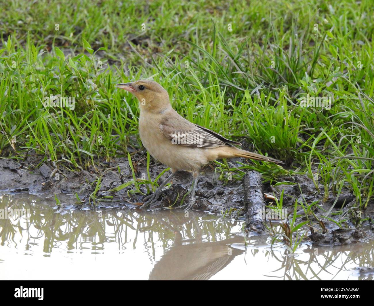 Bullock's Oriole (Icterus bullockii) Aves Stock Photo - Alamy