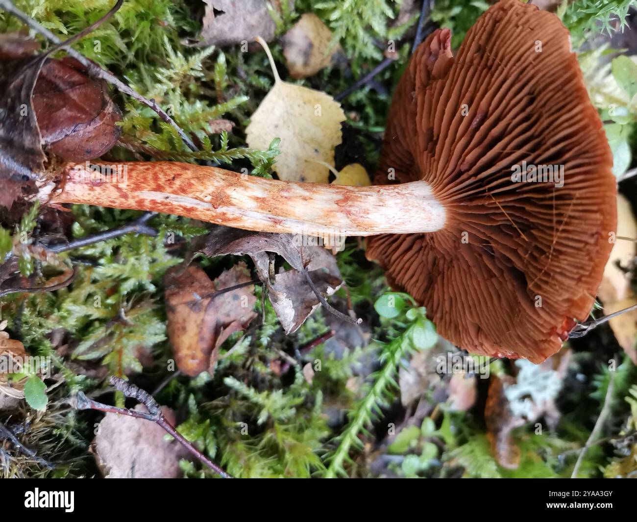 dappled webcap (Cortinarius bolaris) Fungi Stock Photo - Alamy