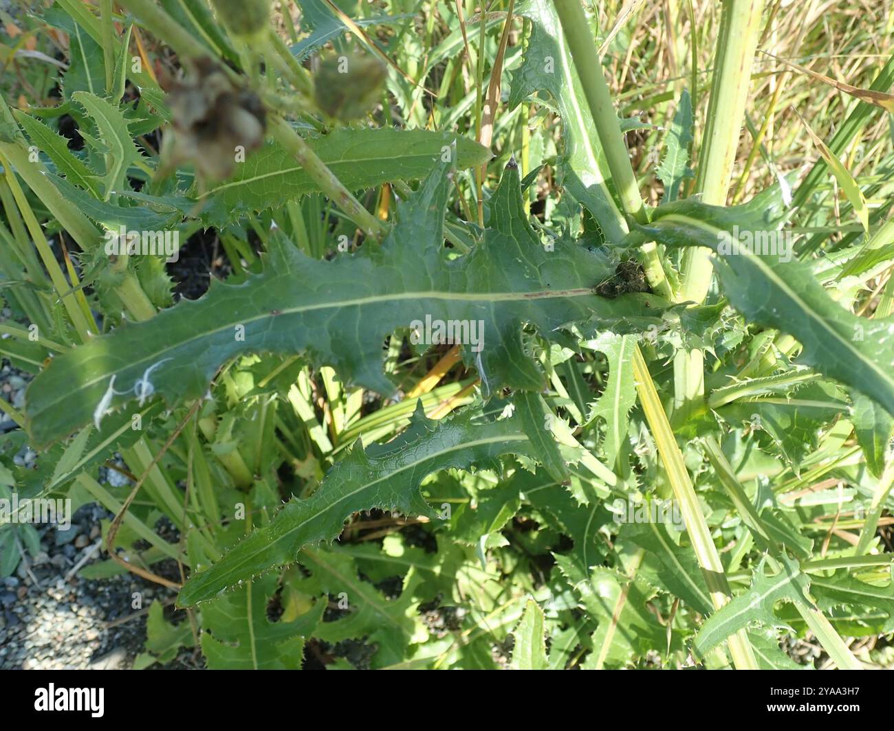 glandular field sowthistle (Sonchus arvensis arvensis) Plantae Stock ...