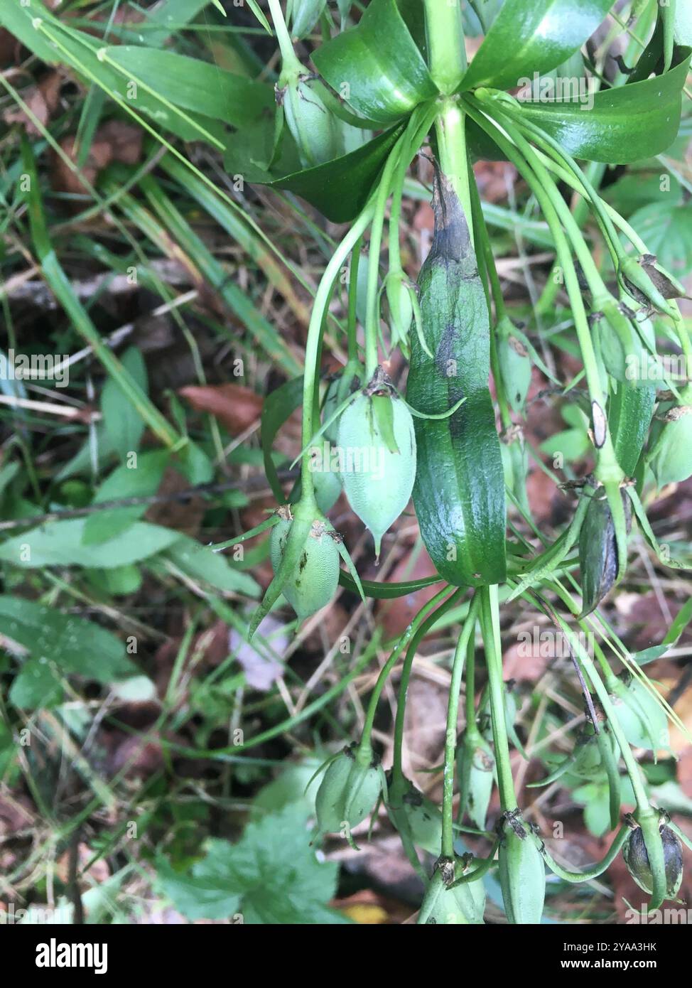 American columbo (Frasera caroliniensis) Plantae Stock Photo - Alamy