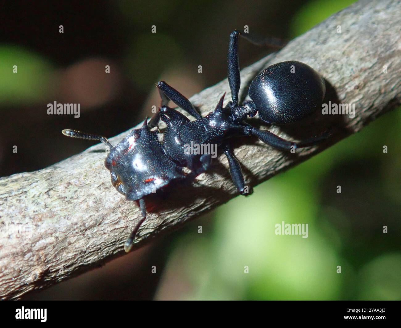 Common Giant Turtle Ant (Cephalotes atratus) Insecta Stock Photo - Alamy