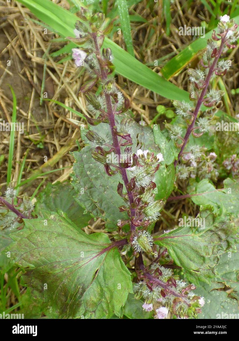 beefsteak plant (Perilla frutescens) Plantae Stock Photo - Alamy