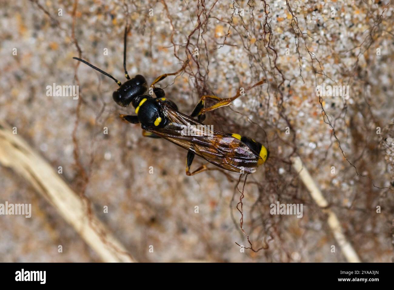 Field digger wasp (Mellinus arvensis) Insecta Stock Photo - Alamy
