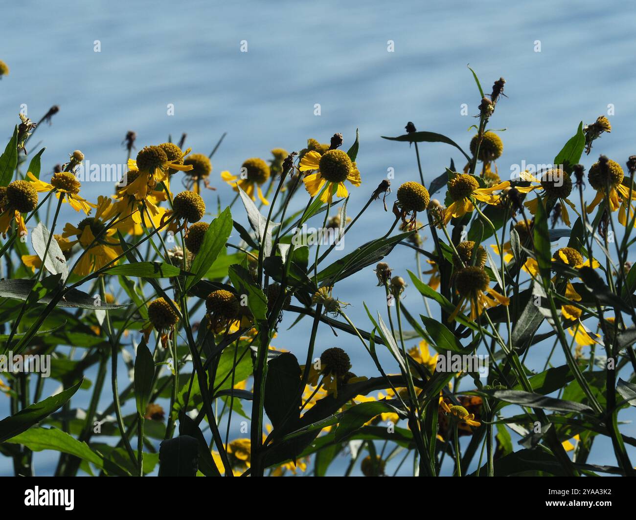 common sneezeweed (Helenium autumnale) Plantae Stock Photo - Alamy
