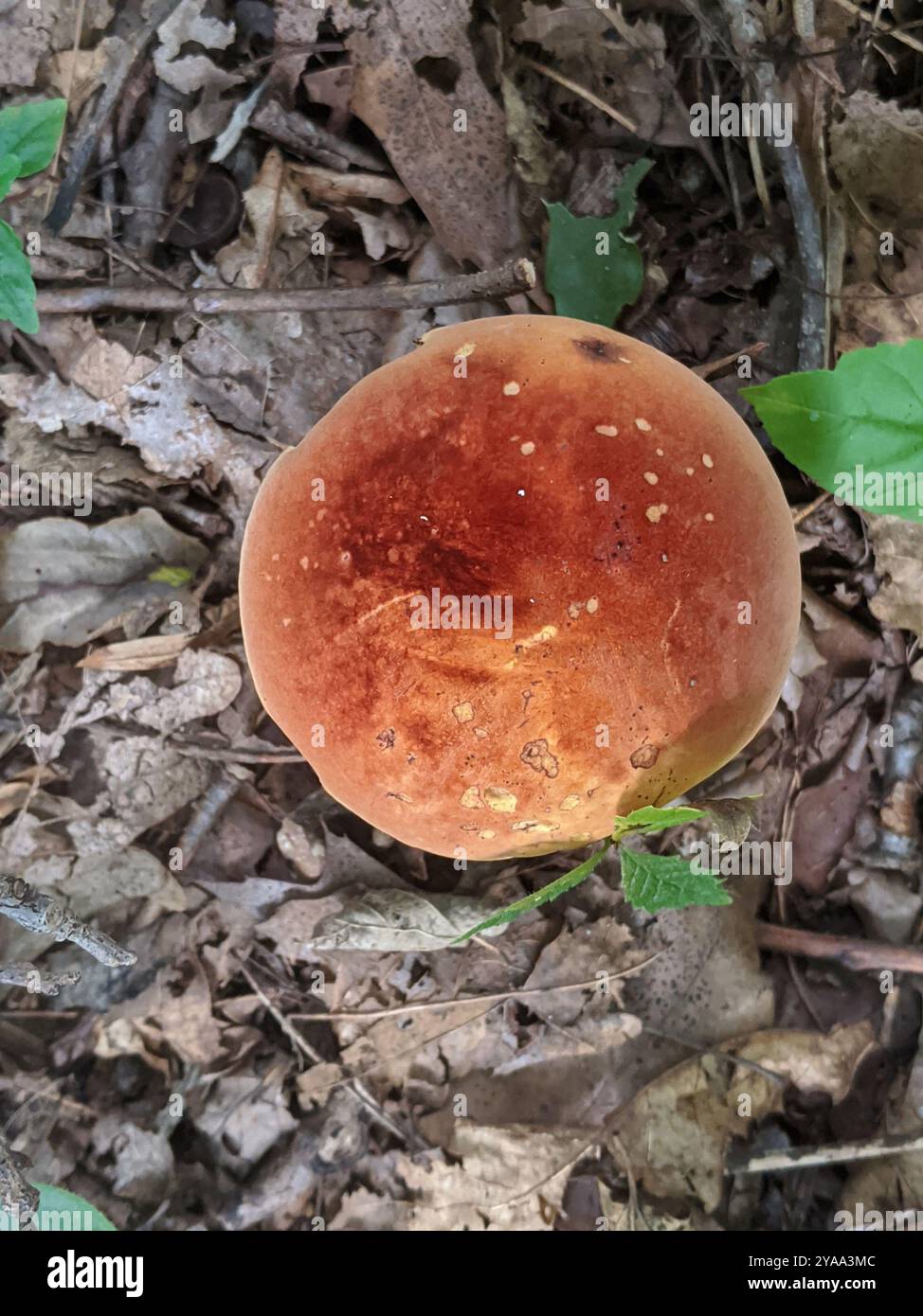 Red-mouth Bolete (Neoboletus subvelutipes) Fungi Stock Photo - Alamy