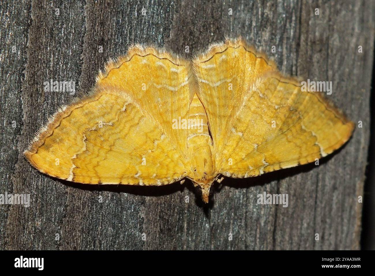 Yellow Shell Moth (Camptogramma bilineata) Insecta Stock Photo - Alamy