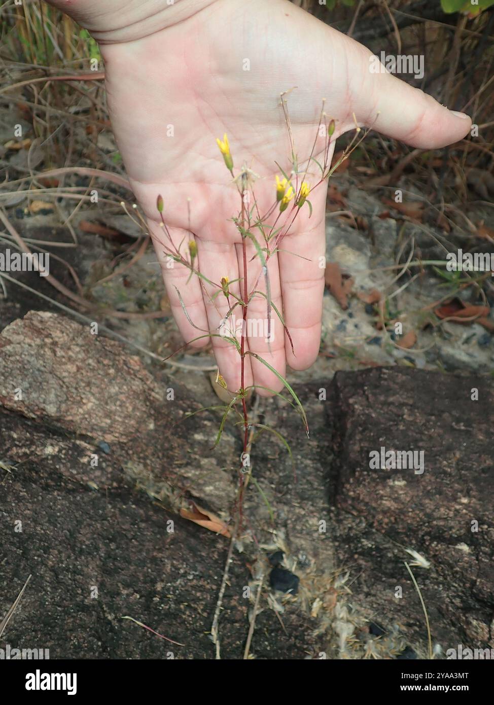Chinchweeds (Pectis) Plantae Stock Photo - Alamy