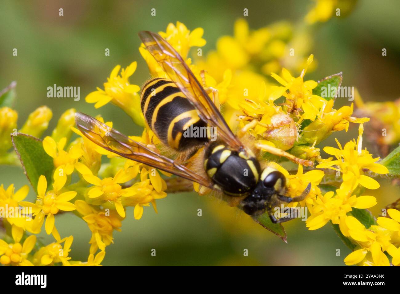 Eastern Yellowjacket (Vespula maculifrons) Insecta Stock Photo - Alamy