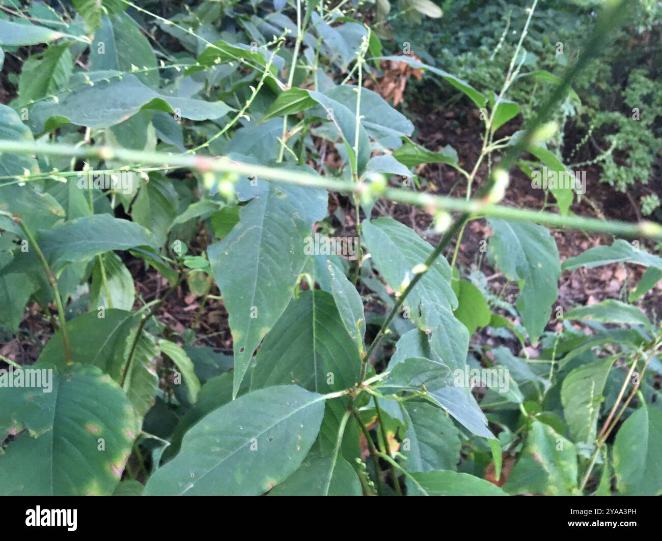 American jumpseed (Persicaria virginiana) Plantae Stock Photo - Alamy
