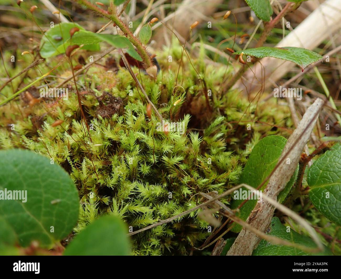 ribbed bog moss (Aulacomnium palustre) Plantae Stock Photo - Alamy
