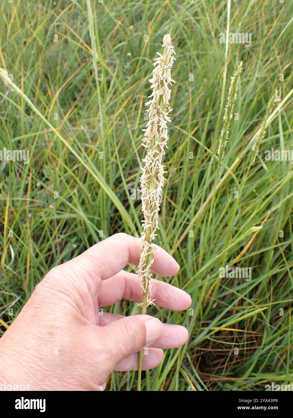 Saltmarsh Cordgrass (Sporobolus alterniflorus) Plantae Stock Photo - Alamy
