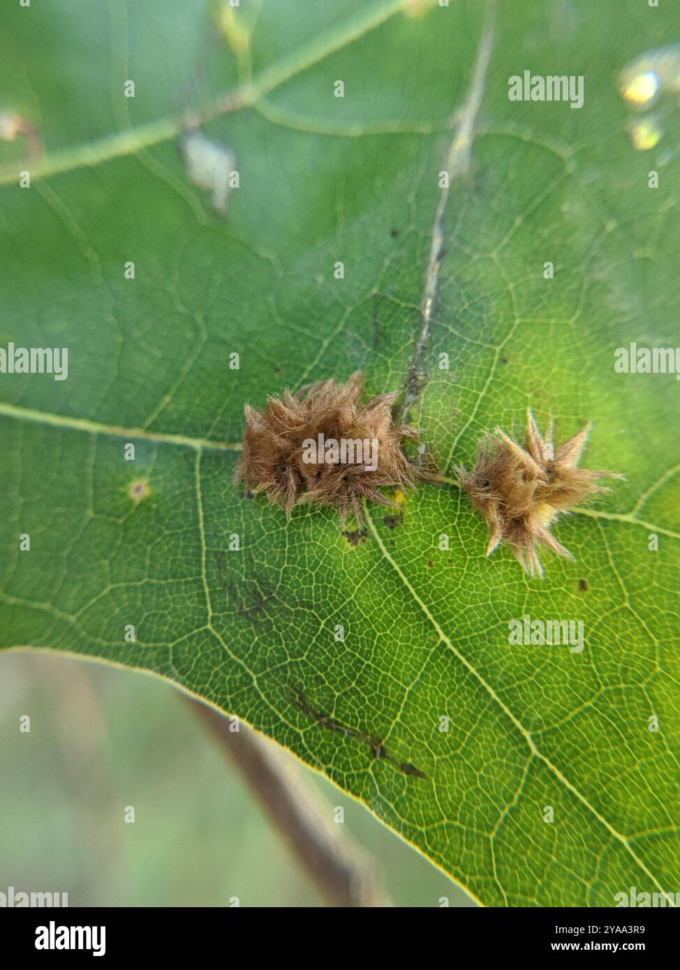 Furry Oak Leaf Gall Wasp (Callirhytis furva) Insecta Stock Photo - Alamy