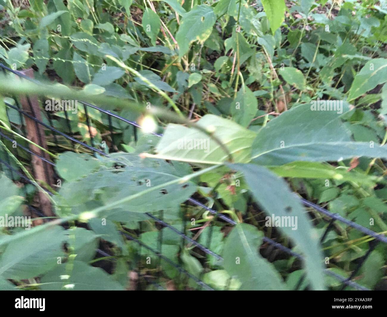 American jumpseed (Persicaria virginiana) Plantae Stock Photo - Alamy