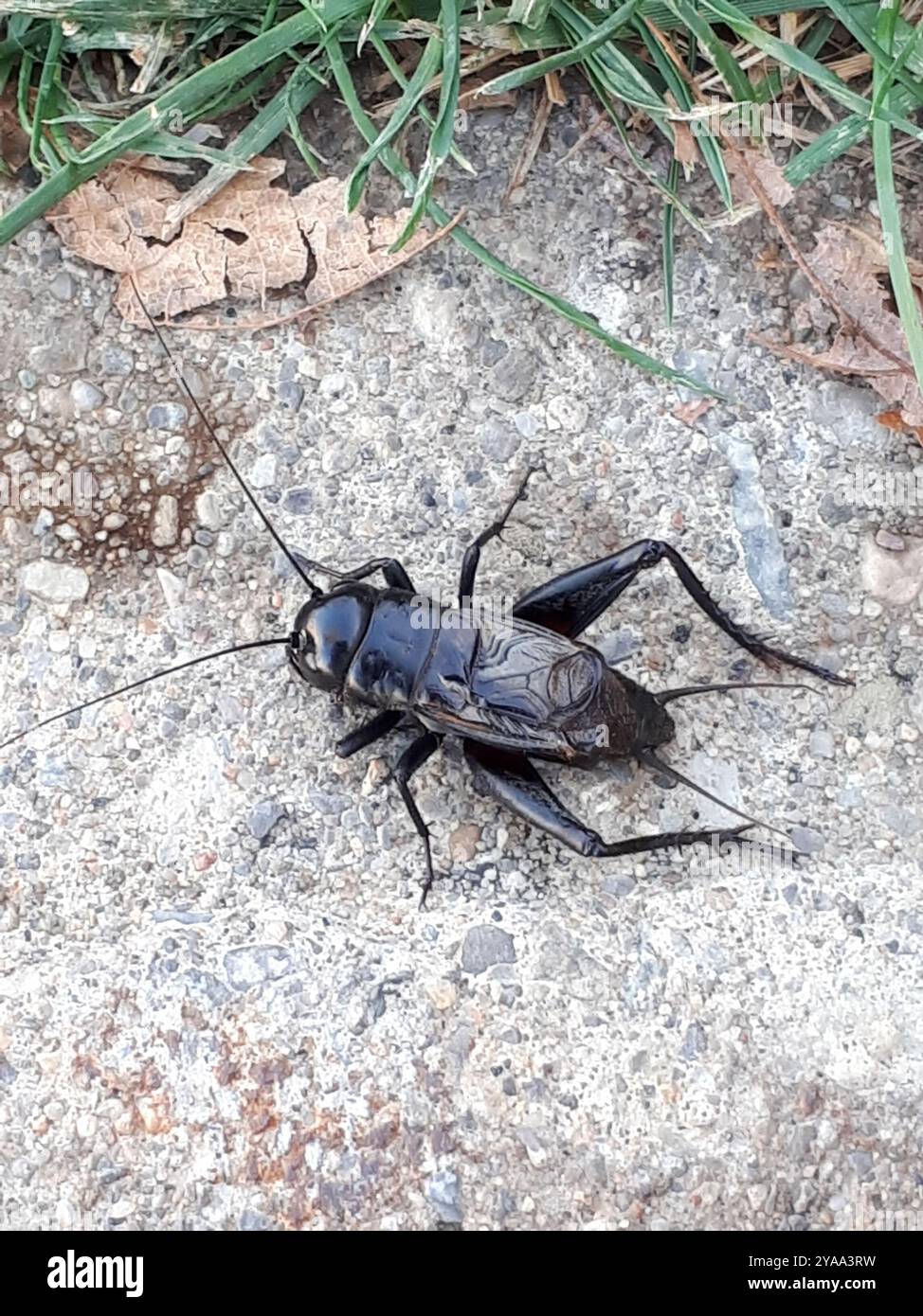 Fall Field Cricket (Gryllus pennsylvanicus) Insecta Stock Photo - Alamy