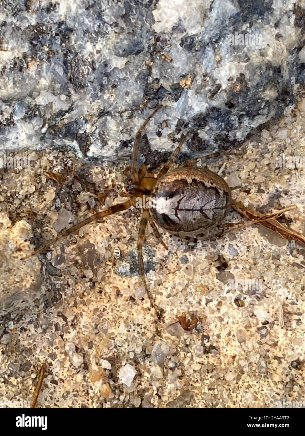 Silver-sided Sector Spider (Zygiella x-notata) Arachnida Stock Photo ...