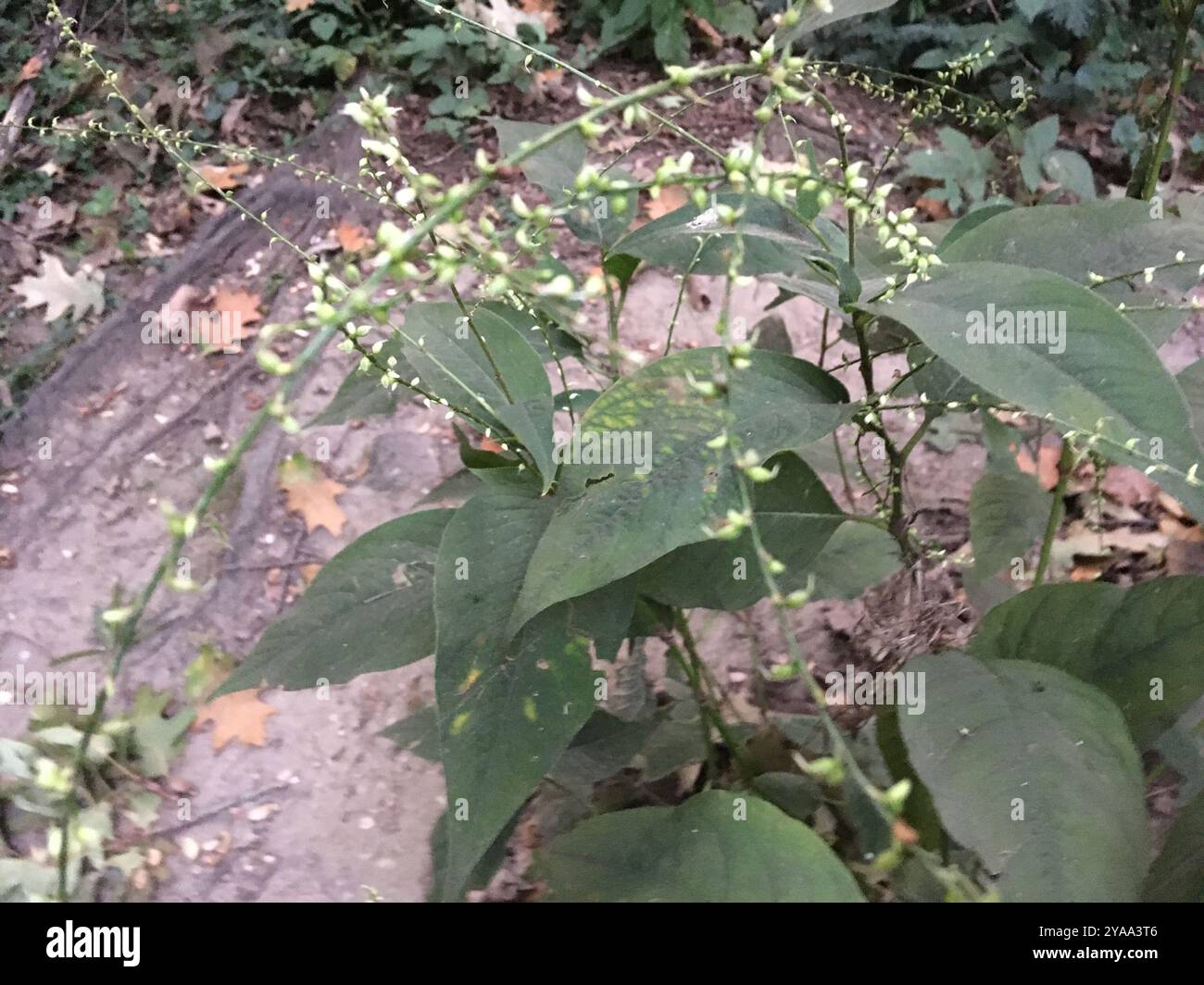 American jumpseed (Persicaria virginiana) Plantae Stock Photo - Alamy