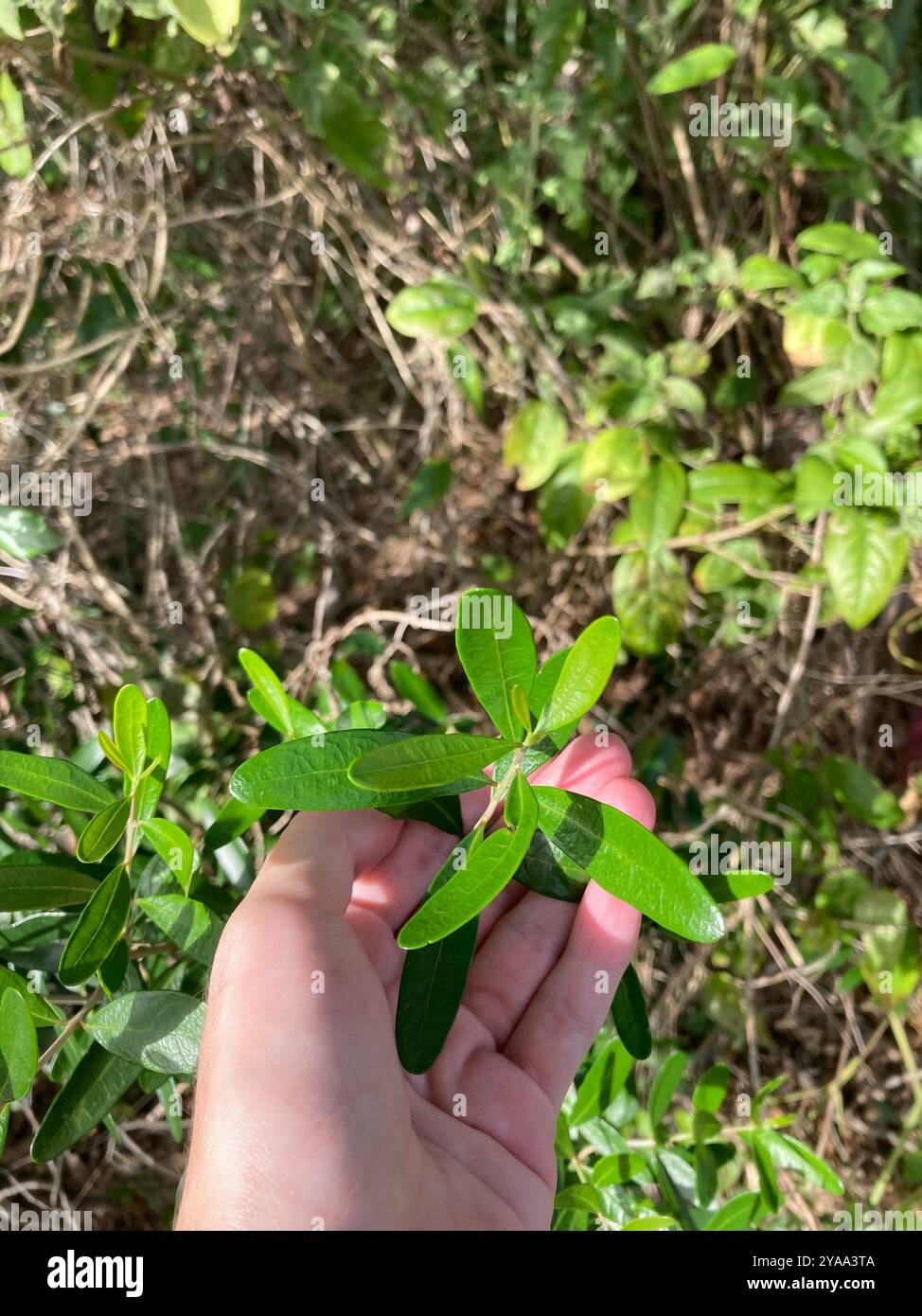 Florida swampprivet (Forestiera segregata) Plantae Stock Photo - Alamy
