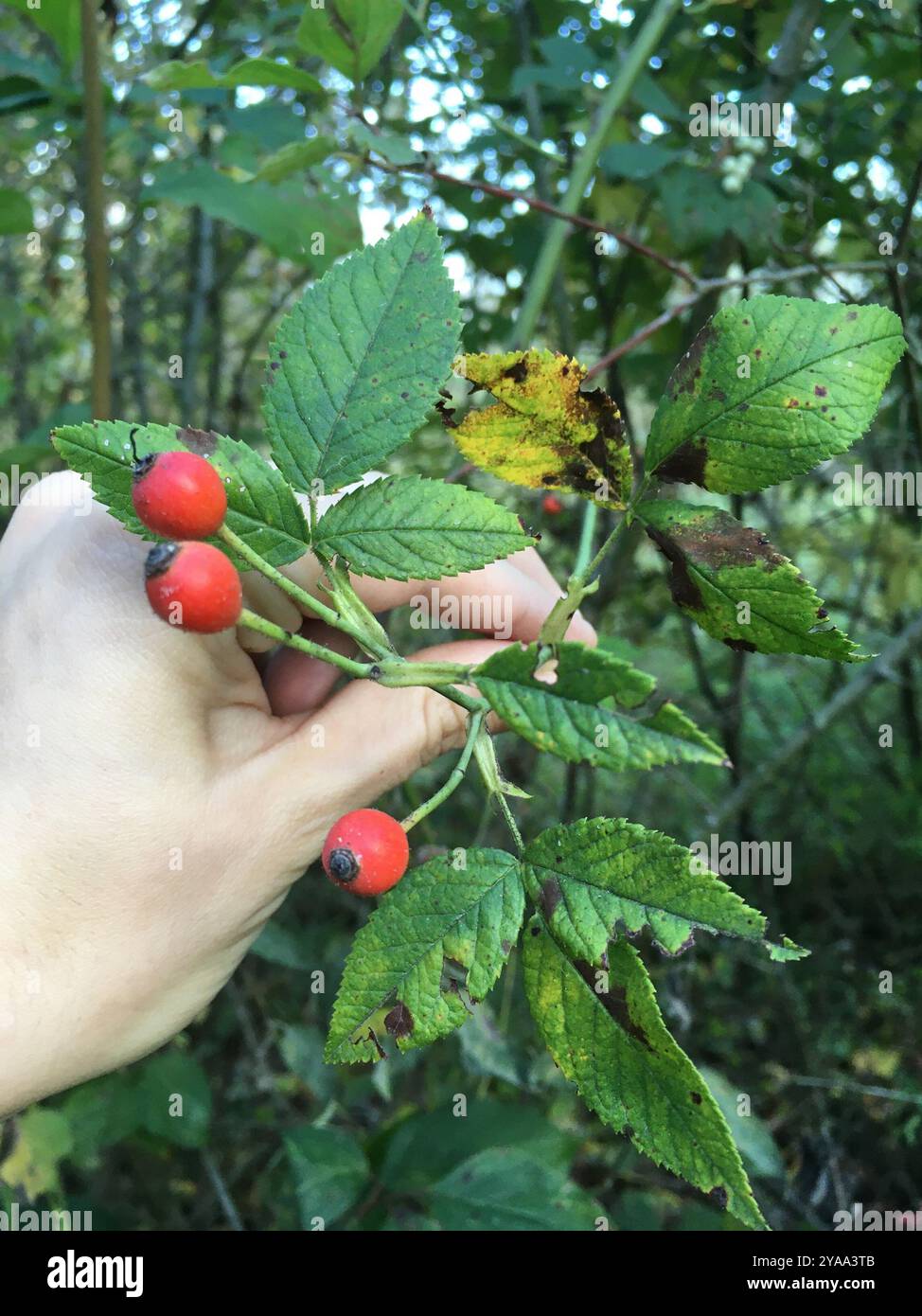 climbing prairie rose (Rosa setigera) Plantae Stock Photo - Alamy