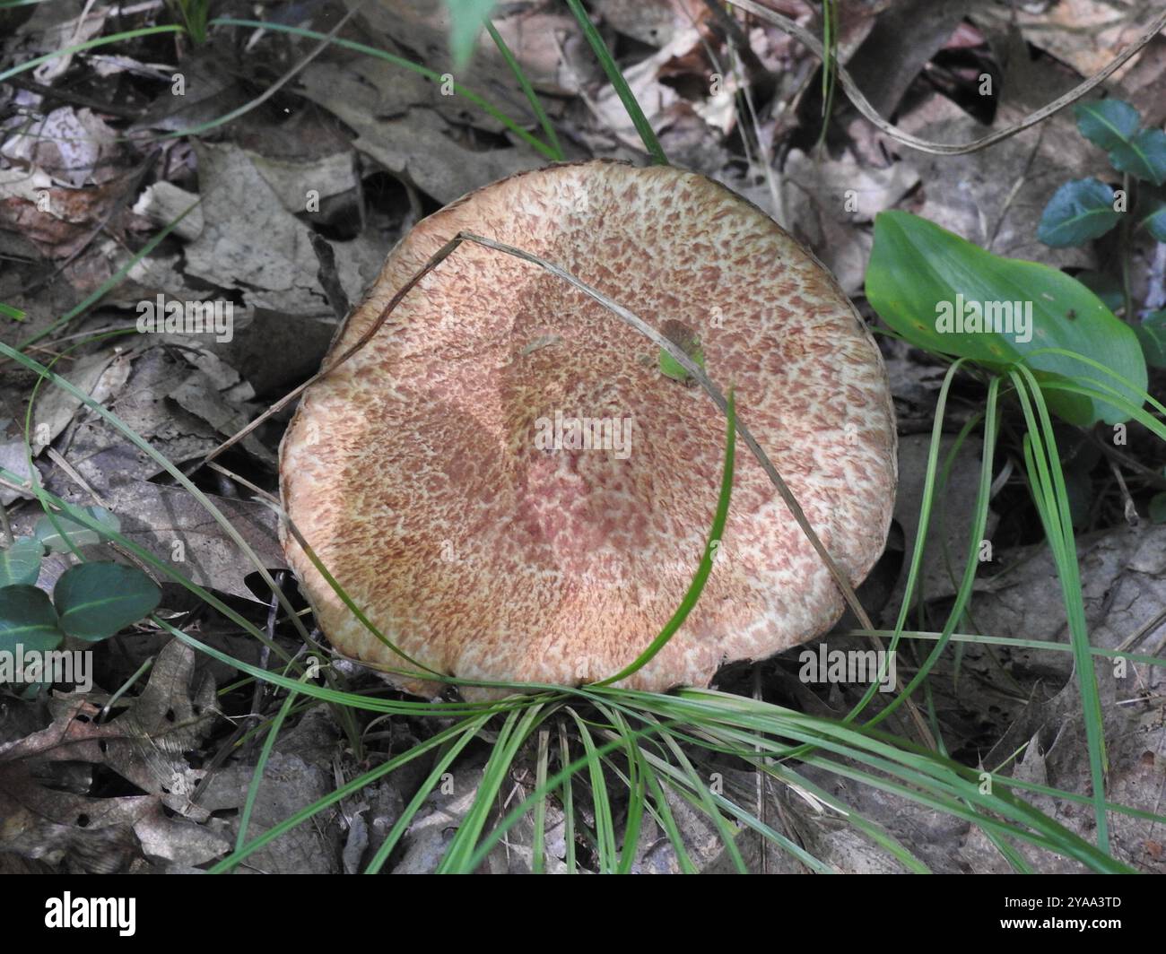 Painted Suillus (Suillus spraguei) Fungi Stock Photo - Alamy