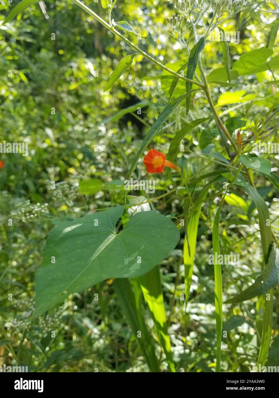 red morning glory (Ipomoea coccinea) Plantae Stock Photo - Alamy